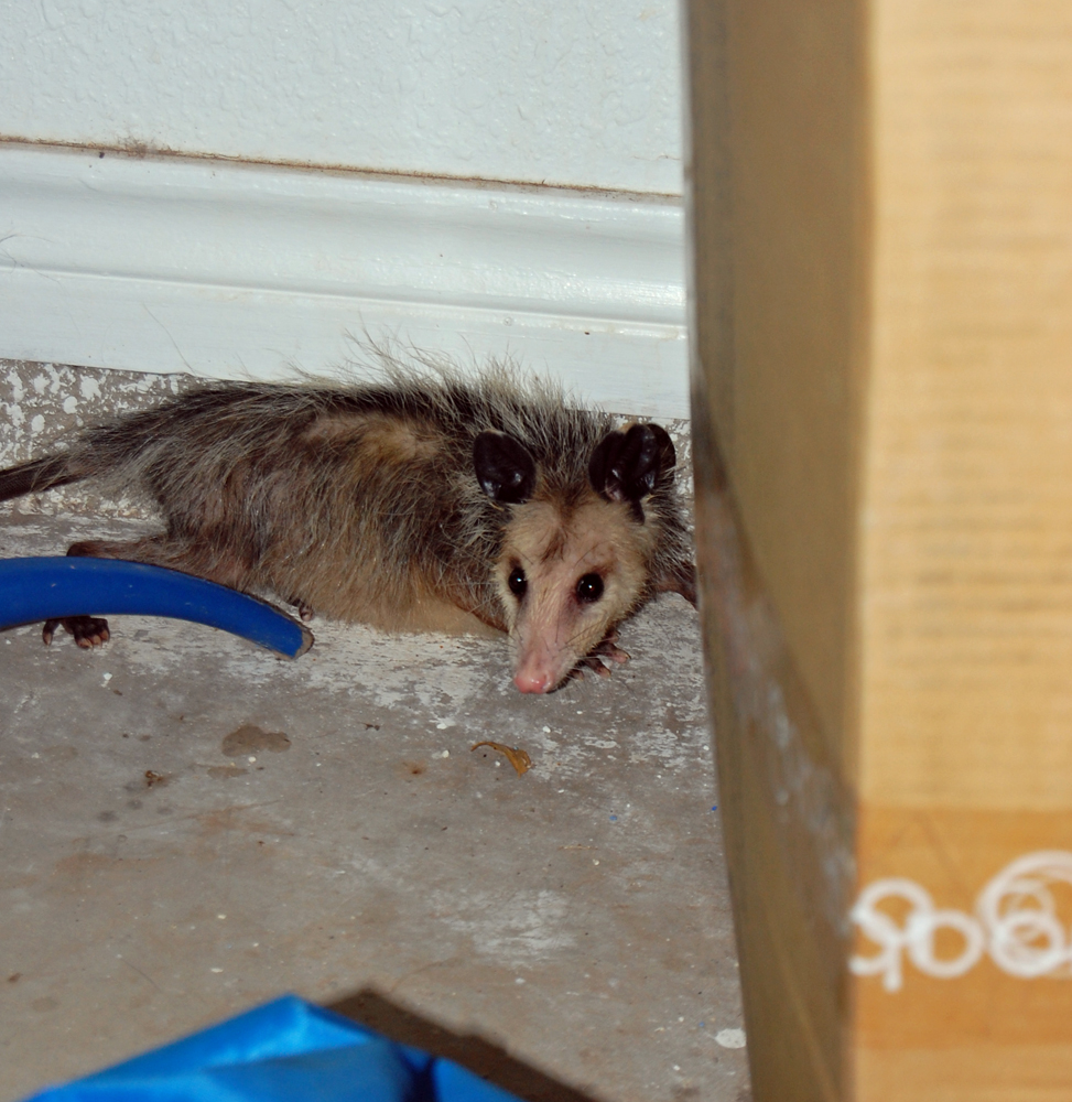 Oh-Possum! - Jocelyn Naquin