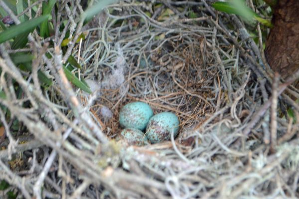 mockingbird eggs - Jocelyn Naquin